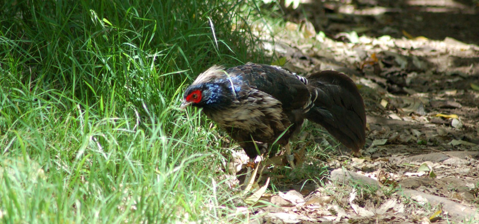 Kipuka Puaulu Bird Park | Big Island Hawaii