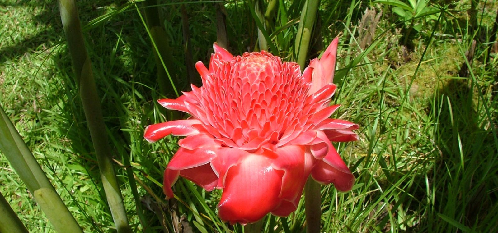 Ke’anae Arboretum | Maui Hawaii